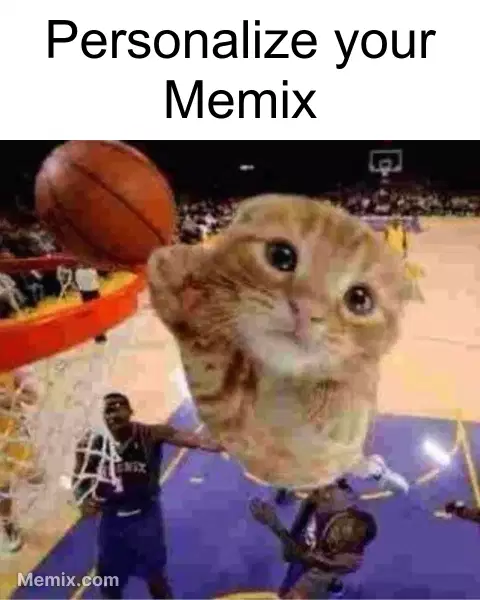 Cat Basketball Memes