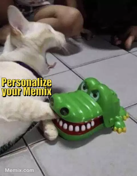 Cat Chomp Meme, GIF - Share with Memix