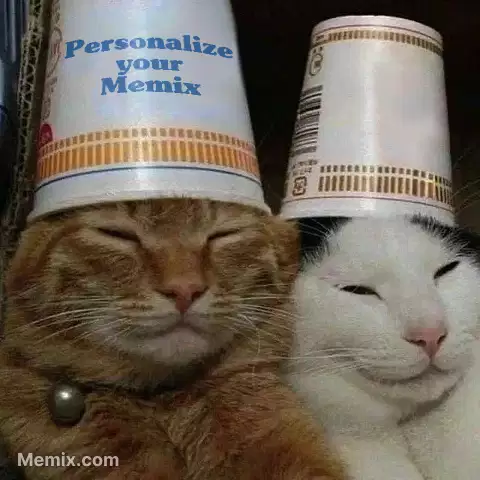 Cat Couple Cups Meme, GIF - Share with Memix