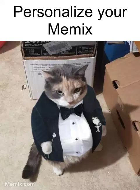 Cat In Suit Meme, GIF - Share with Memix