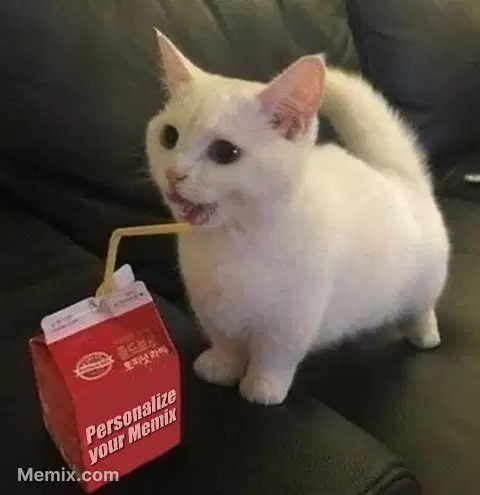 Cat Milk Meme, GIF - Share with Memix