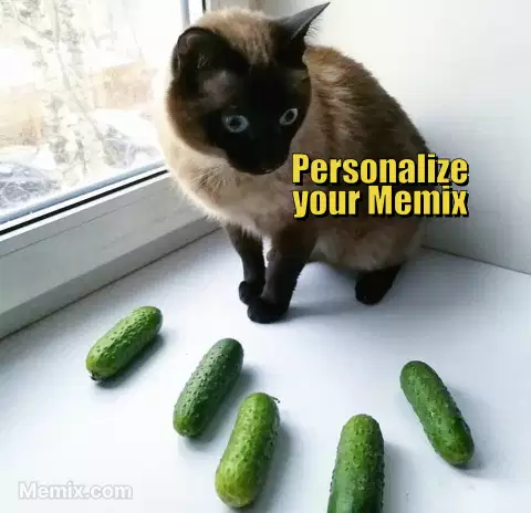 Cat Pickles Meme, GIF - Share with Memix