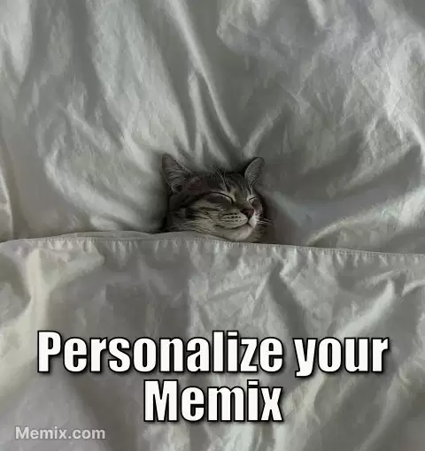 Cat Sleeping Meme, GIF - Share with Memix