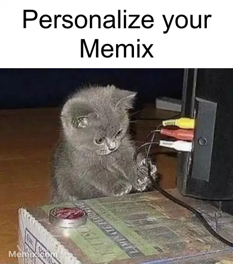 Cat Wires Meme, GIF - Share with Memix
