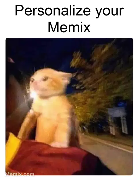 Cat Zooming Meme, GIF - Share with Memix