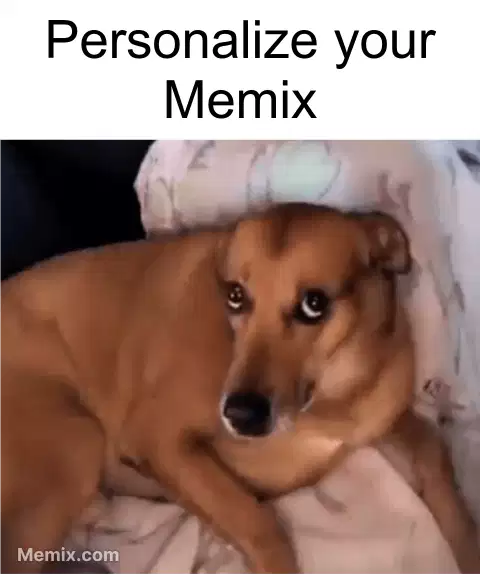 Dog Looking Up Meme, GIF - Share with Memix