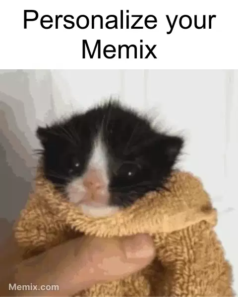 Kitten In Blanket Meme, GIF - Share with Memix