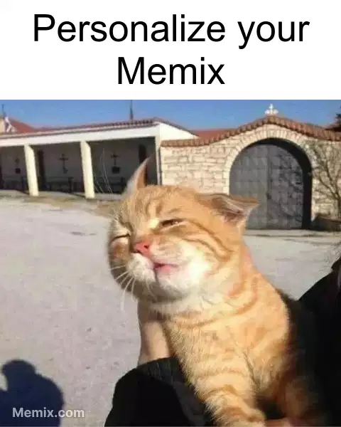 Windy Cat Meme, GIF - Share with Memix